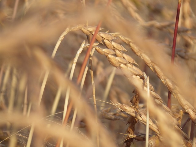 Pir: Recepti,savjeti i informacije o piruPir (Triticum spelta) - OPG ...